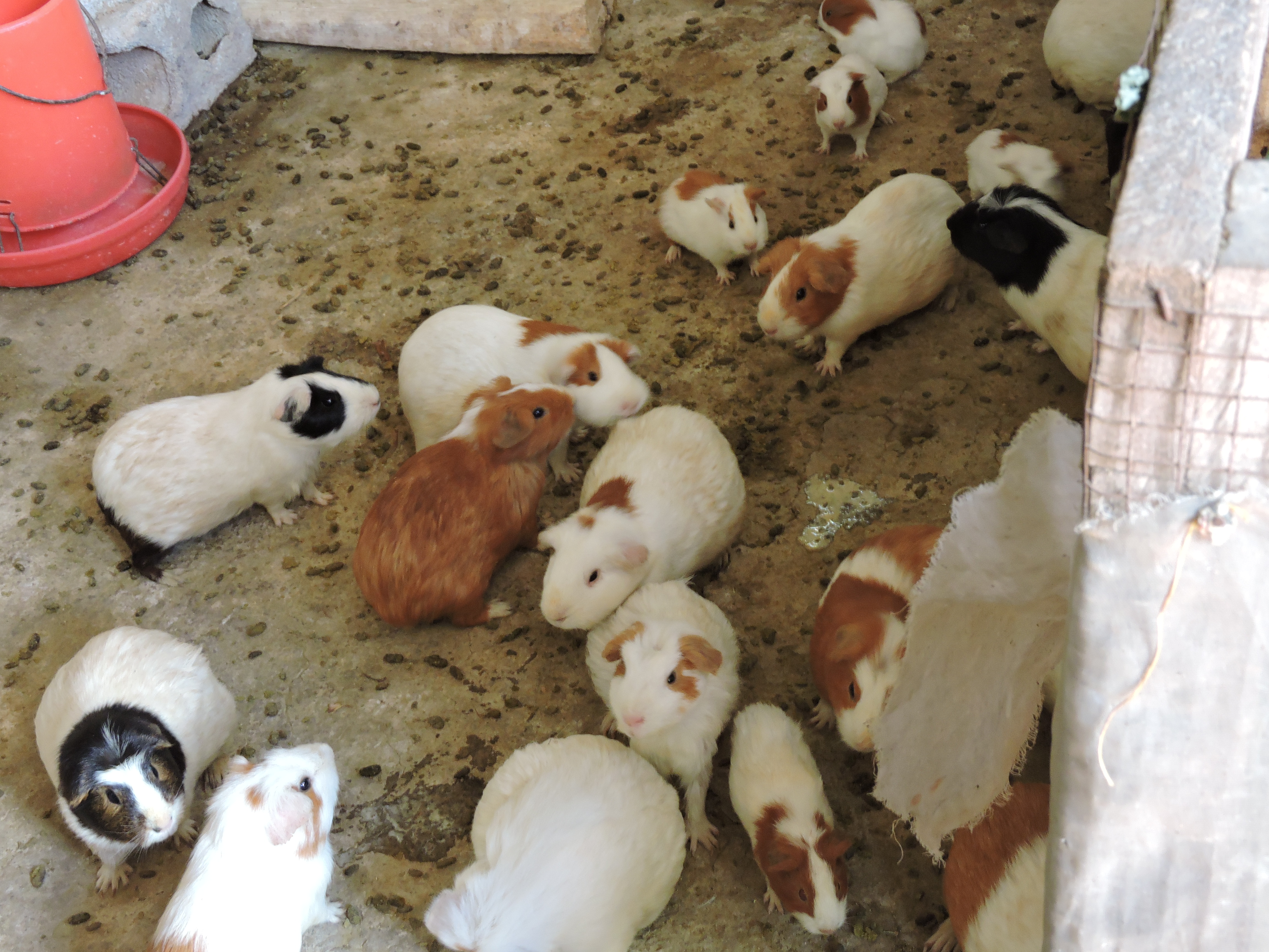 Manure from guine pigs to add to biochar – Biochar for Sustainable Soils